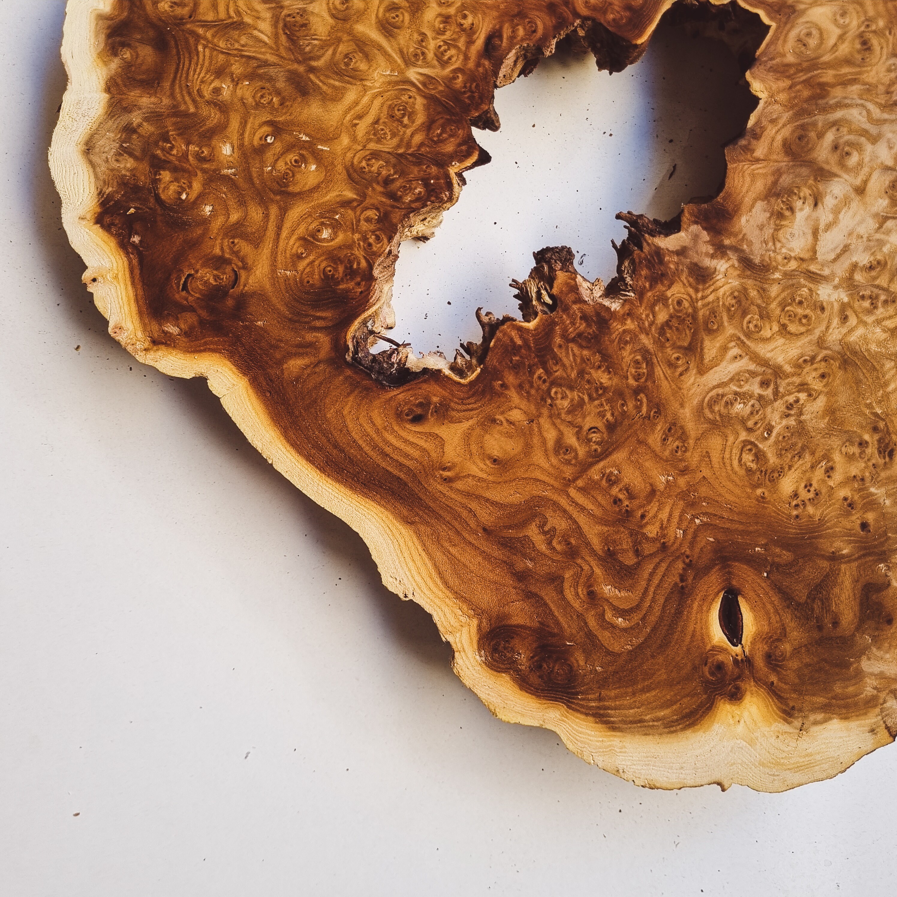 Silverberry Burl Wood, Silverberry Slab Cap, Live Edge Wood, Dried Burl ...