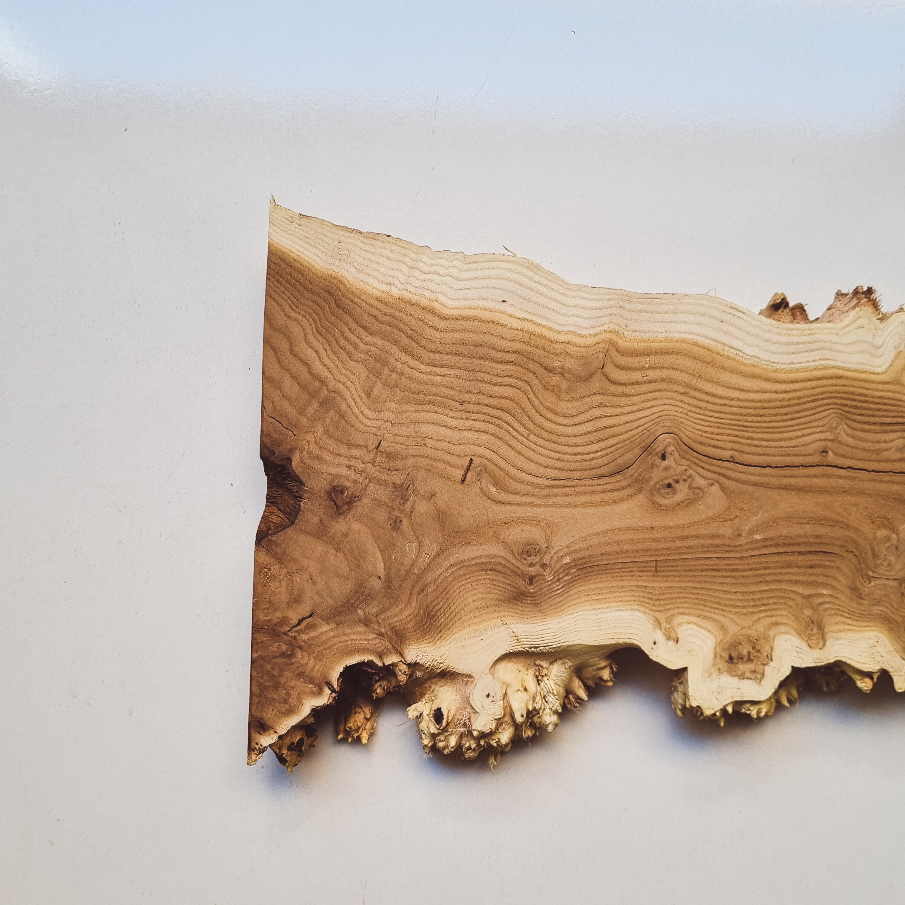 Silverberry Burl Set, Silverberry Tree Slice, Round Reclaimed Unique ...