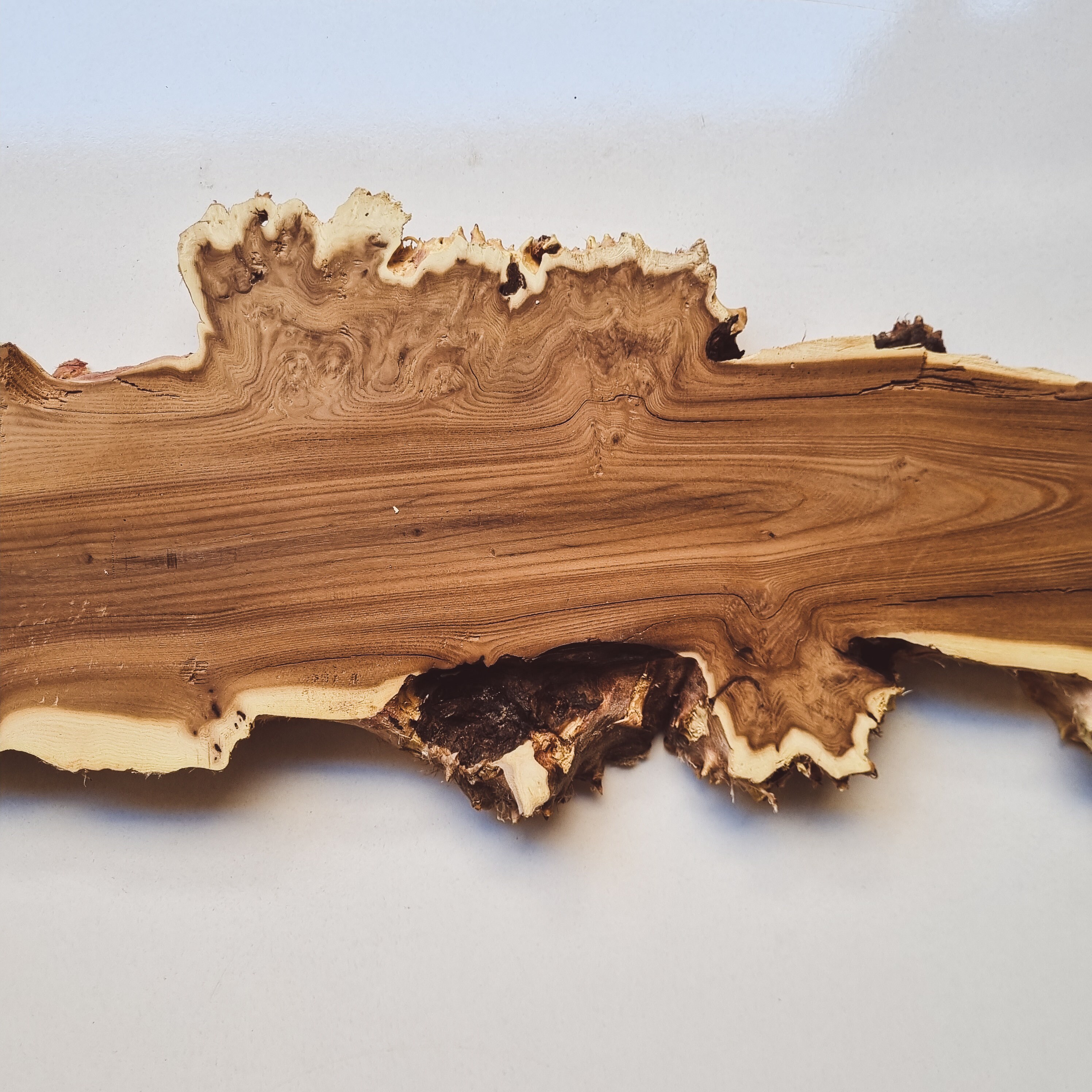 Silverberry Tree Wood Slab Raw Edge Wood Slab Wood Slab - Etsy Canada
