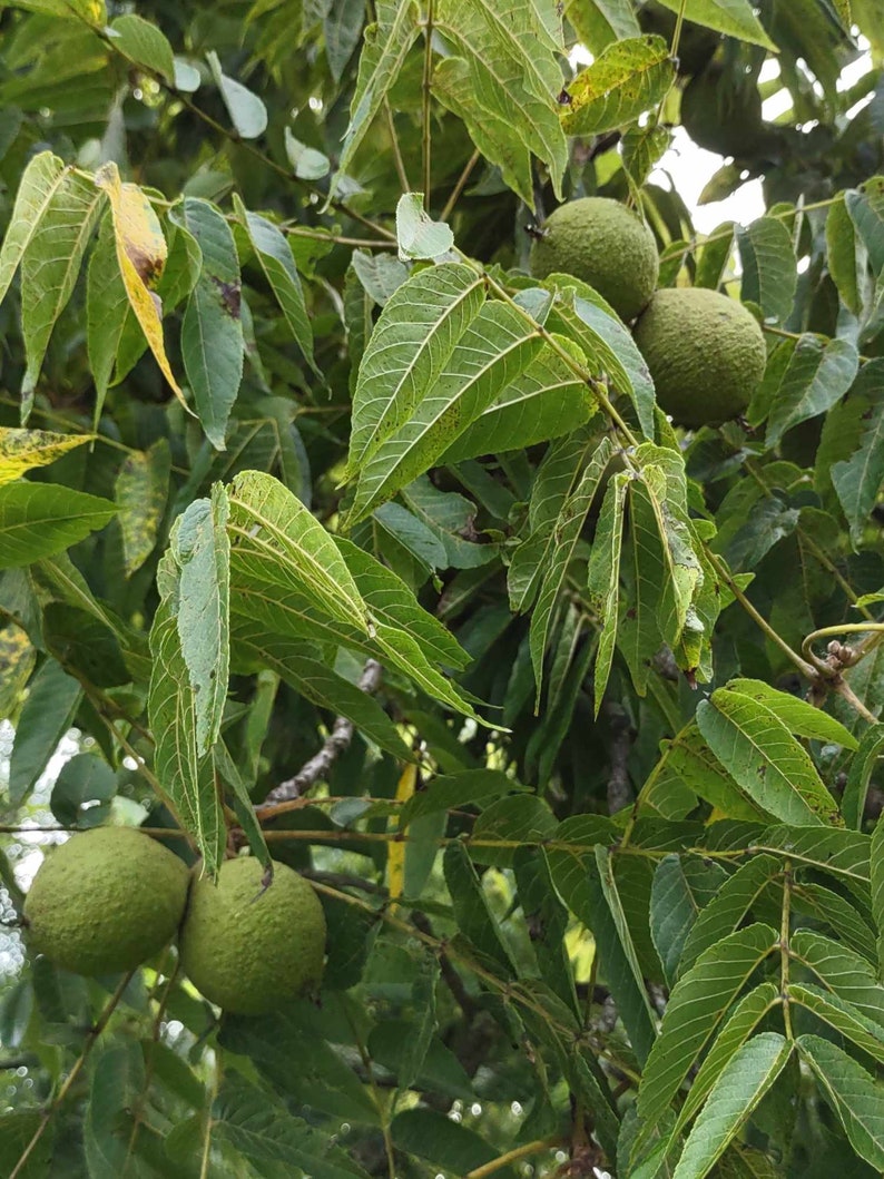 Organic Black Walnut Tincture | Para-detox | Digestive Health & Immune ...