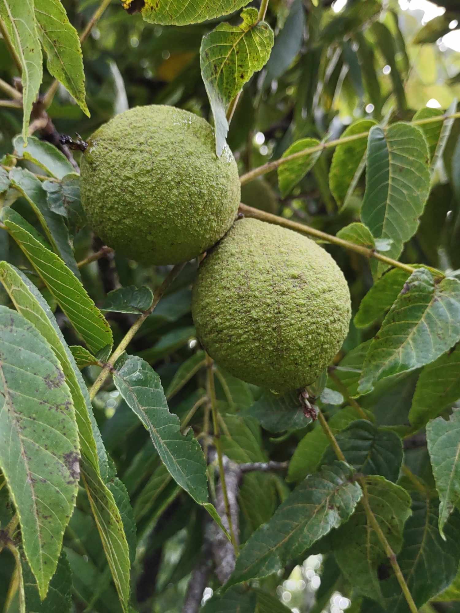 Organic Black Walnut Tincture | Para-detox | Digestive Health & Immune ...