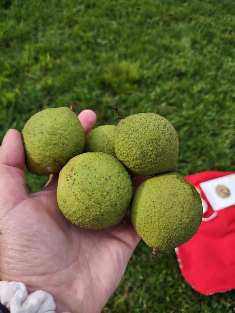 Organic Black Walnut Tincture | Para-detox | Digestive Health & Immune ...