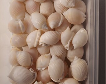 Florida Scotch Bonnet Shell | Etsy