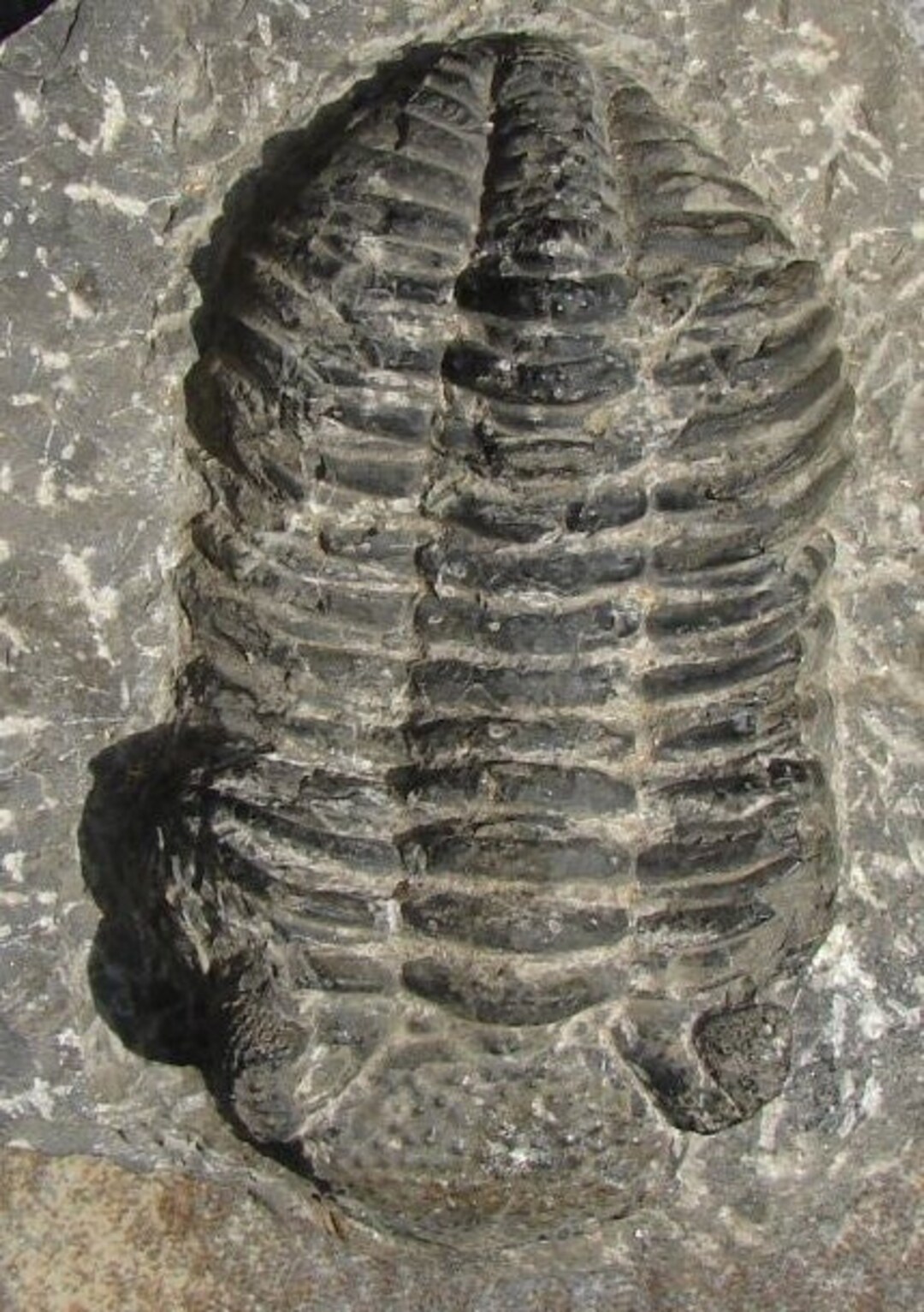 Large Phacops Spectacular Trilobite Fossil From Morocco - Etsy