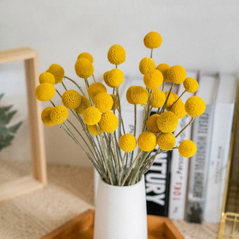25 Sun Ball Craspedia Seeds - Etsy