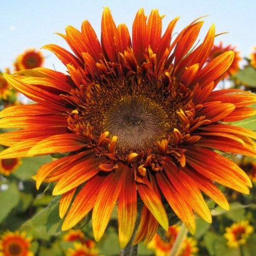 25 Starburst Panache Sunflower Seeds - Etsy