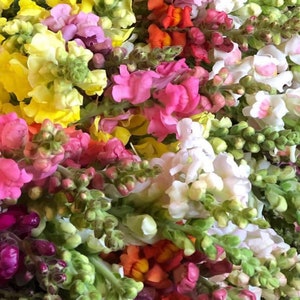 50 Rocket Mix Snapdragon Seeds - Etsy