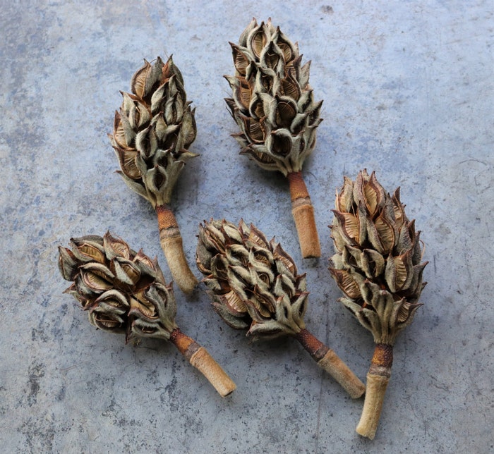 Magnolia Pods - Etsy