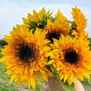 25 Starburst Panache Sunflower Seeds - Etsy