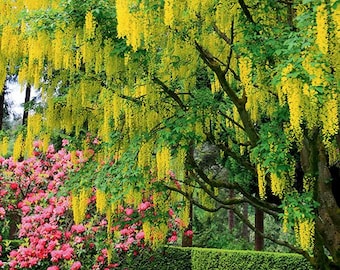 Golden Rain Tree Seeds - Etsy