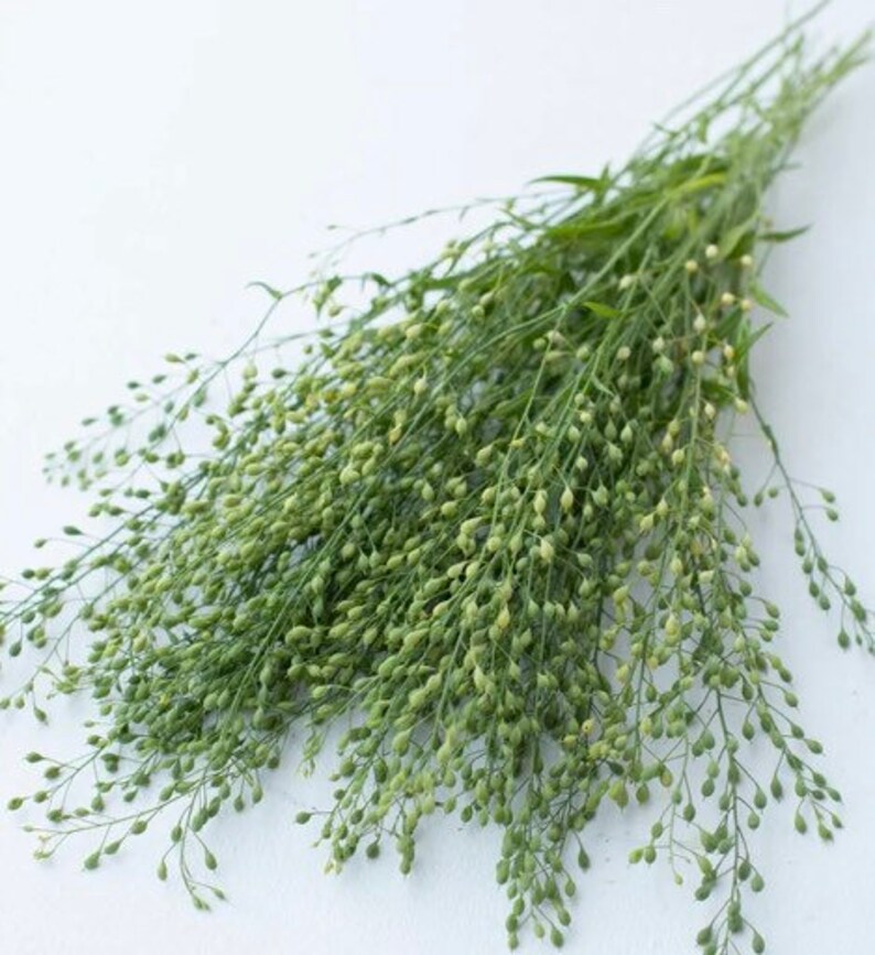 50 Cress Attraxa Seeds - Persian Cress - Lepidium Sativum Cut Flower ...