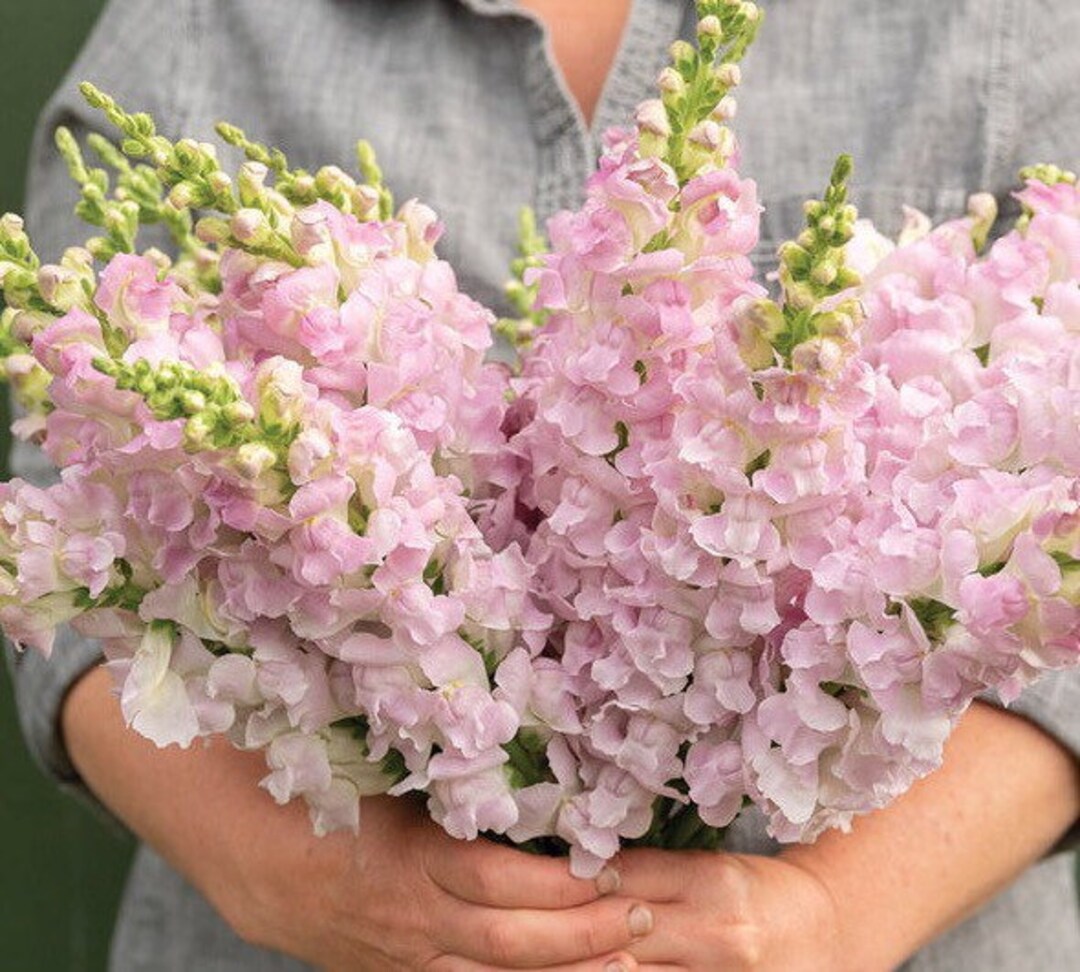 Legend Light Pink (F1) Snapdragon 30 Seed - Etsy Österreich