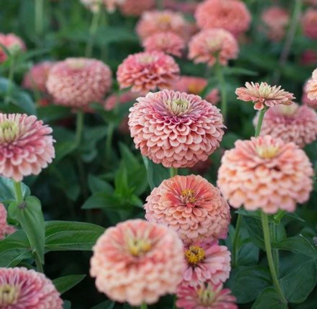 Benary's Giant Salmon Rose Zinnia 20 Seeds - Etsy