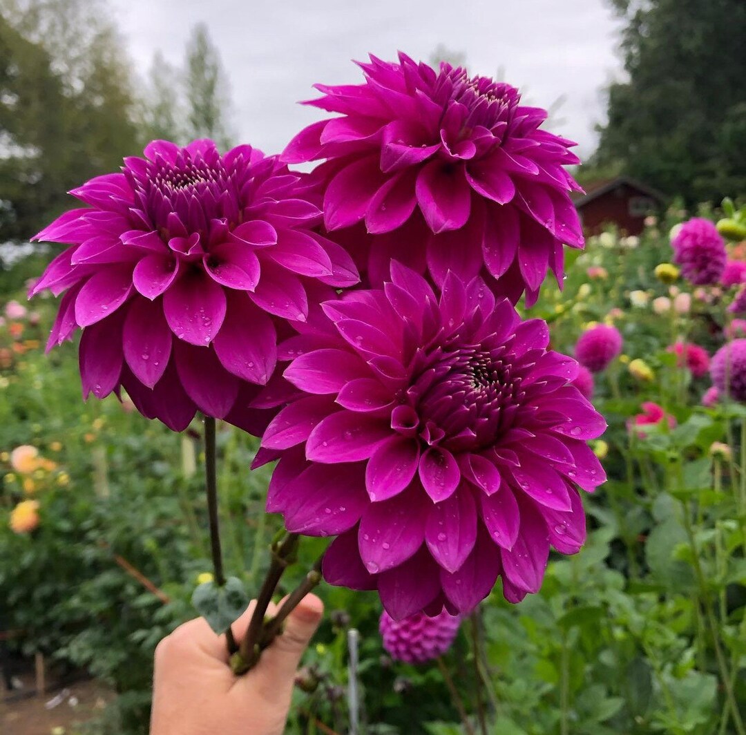 Dahlia Tuber Bloomquist Ruby - Etsy