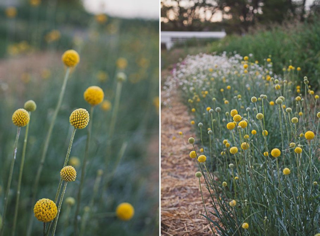 25 Sun Ball Craspedia Seeds - Etsy