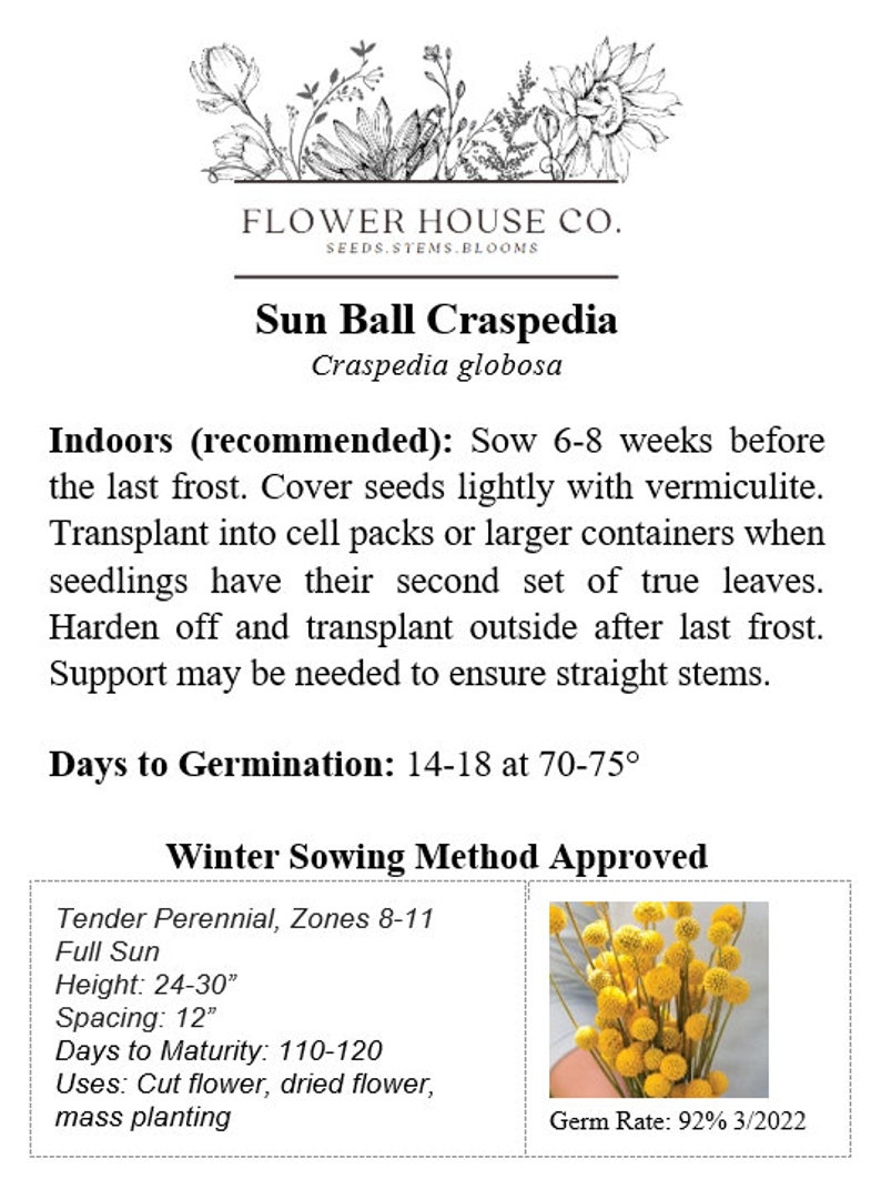 25 Sun Ball Craspedia Seeds - Etsy