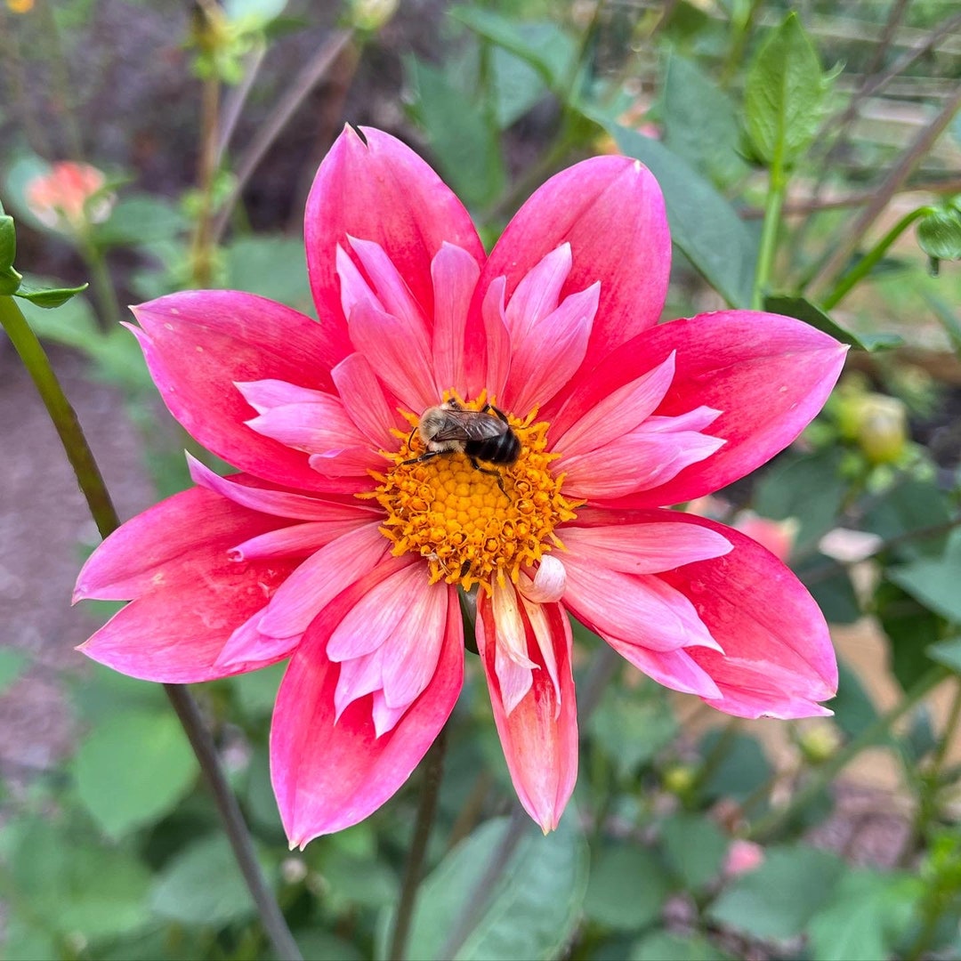 10 Bloomquist Simple Dahlia Seeds - Open Pollinated - Etsy