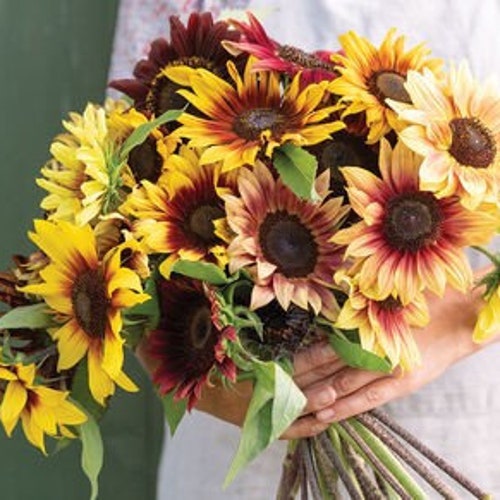 25 Starburst Panache Sunflower Seeds - Etsy