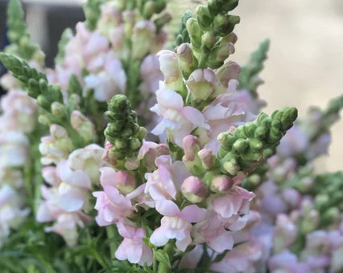 30 Costa Silver Snapdragon Seeds - Etsy