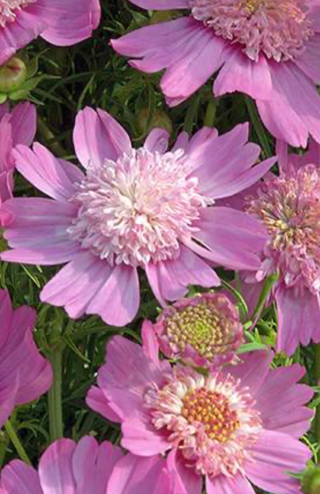 20 Pink Popsock Cosmos Seeds - Etsy