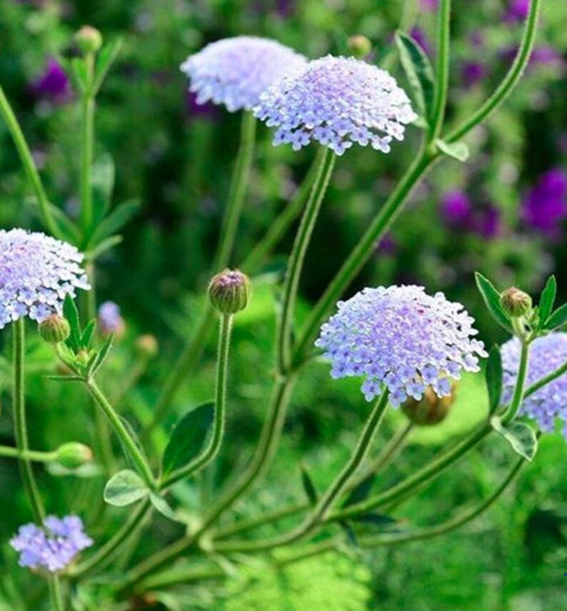 50 Lacy Lavender Blue Didiscus Seed - Etsy