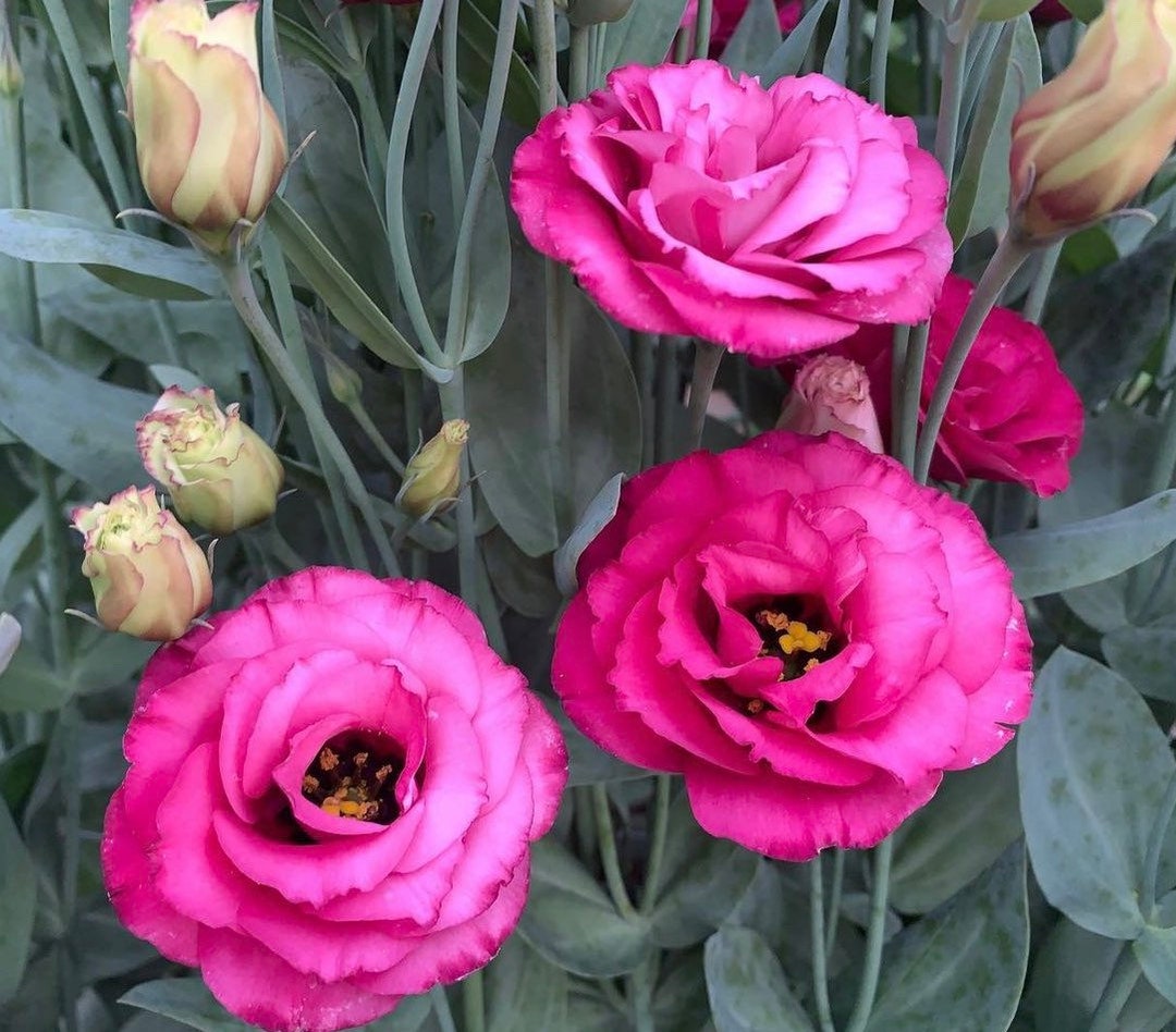 Arena III Red Lisianthus 15 Pelleted Seeds - Etsy