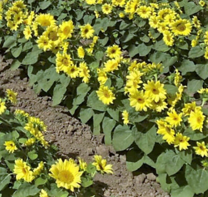Dwarf Pixie Lemon Sunflower 25 Seeds - Etsy