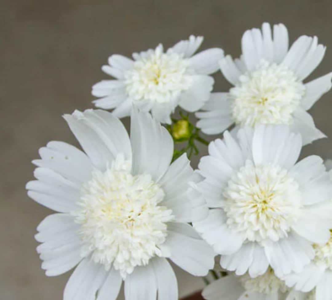 20 White Popsock Cosmos Seeds - Etsy
