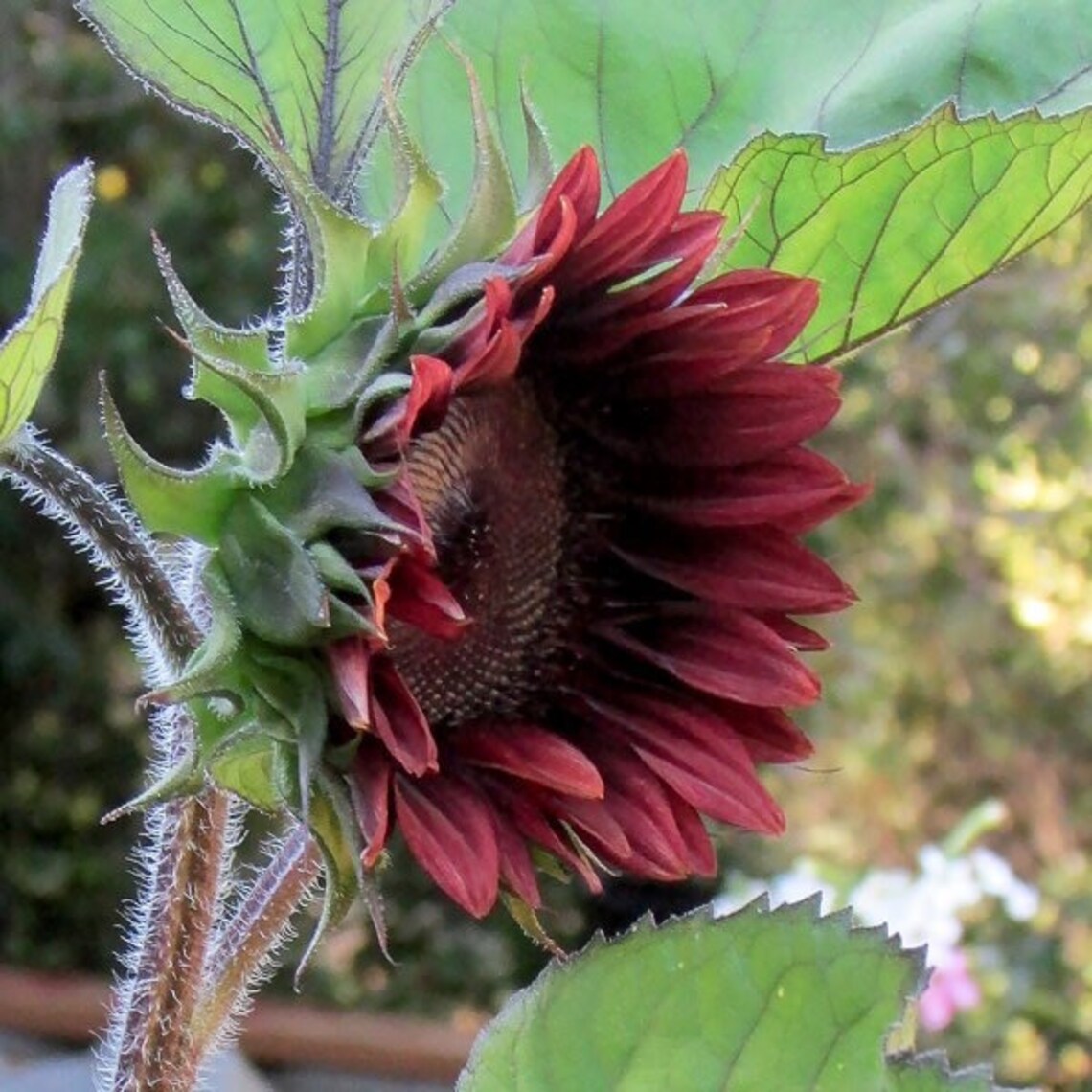 25 Procut Red Sunflower Seeds - Etsy
