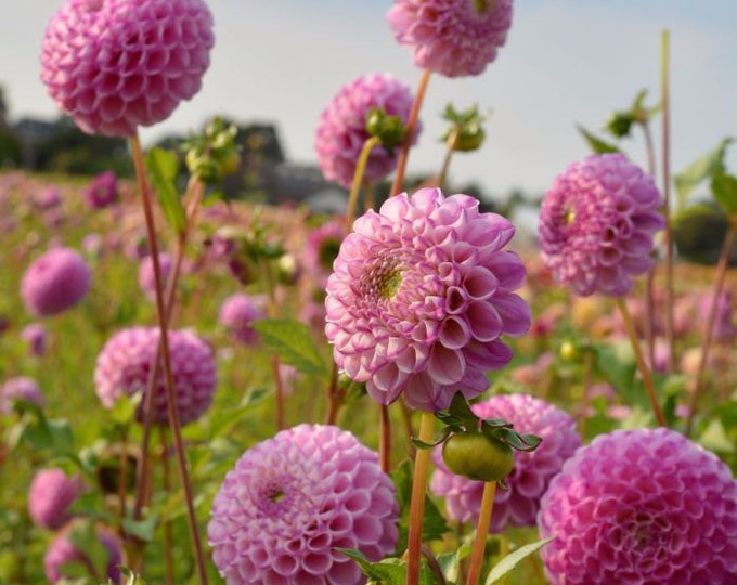 Zippity Do Da Pompom Dahlia Tuber - Etsy