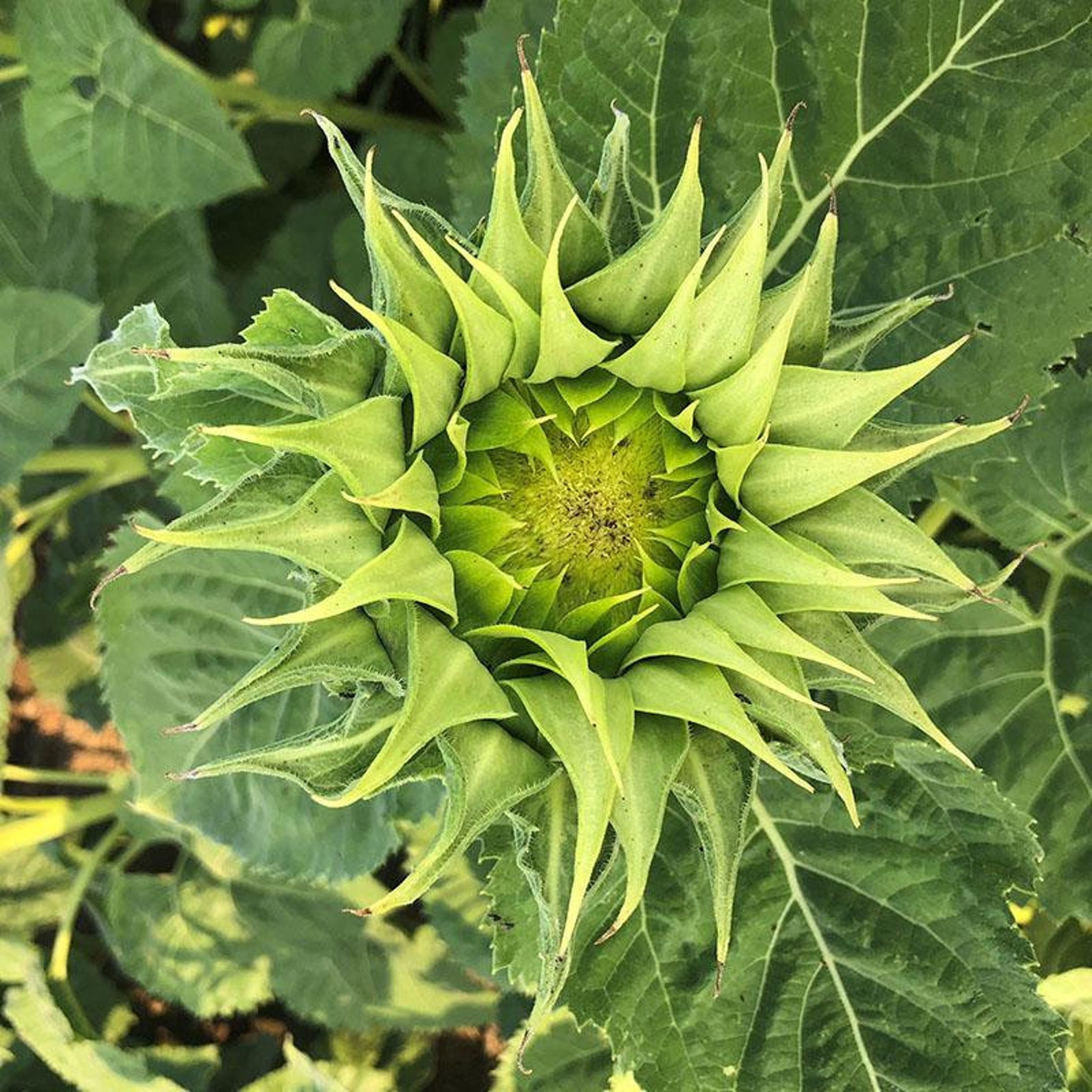 25 Sun-fill Green Sunflower Seeds - Etsy