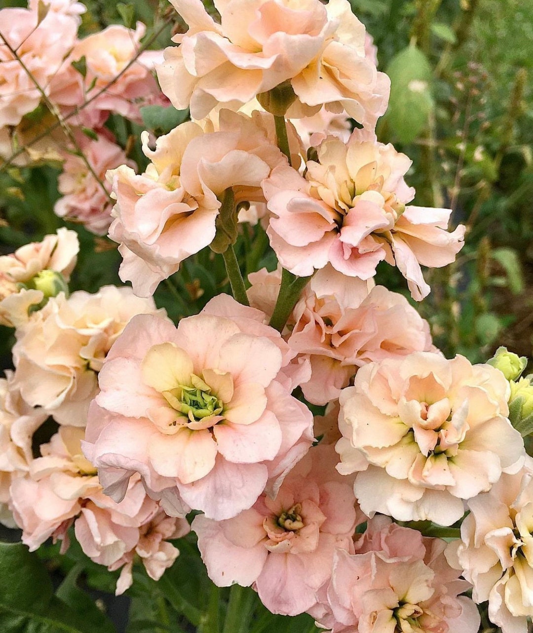 25 Apricot Quartet Stock Seeds - Etsy