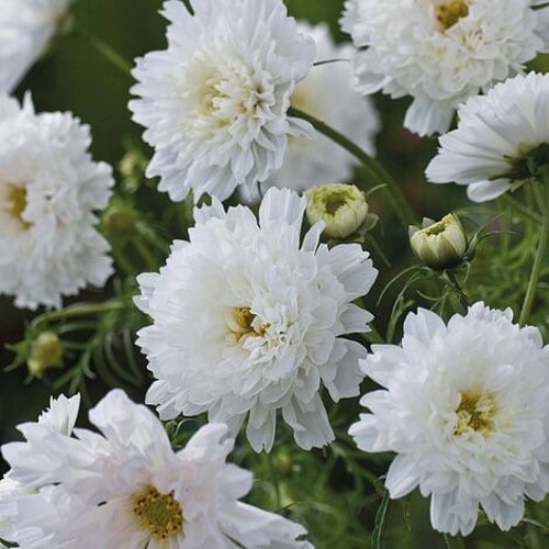 Double Click Bi-color Pink Cosmos Seeds Cosmos Flowers 25 - Etsy