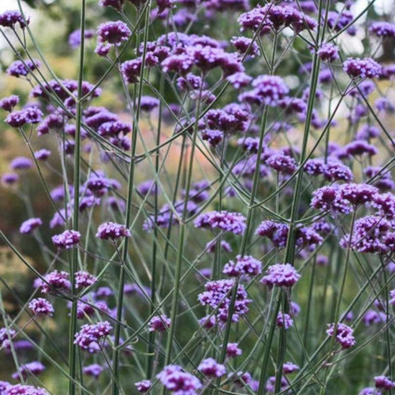 Verbena Seeds - Etsy