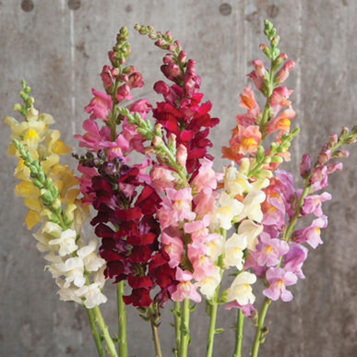 Rocket Mix Snapdragon - 50 Seeds - Etsy