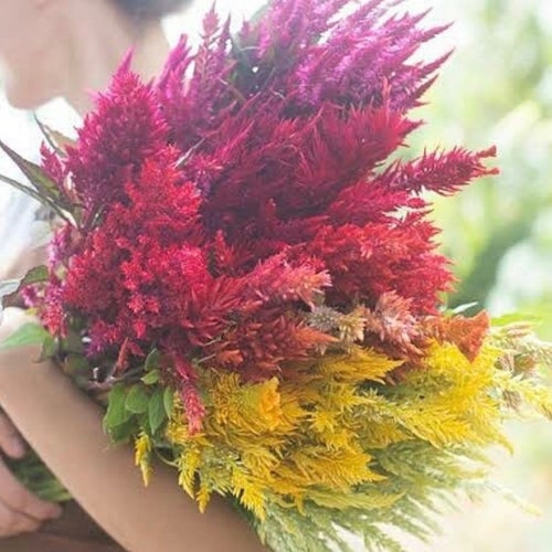 Celosia Cockscomb Variegated Heirloom Seeds 50 - Etsy