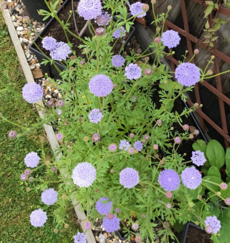 50 Lacy Lavender Blue Didiscus Seed - Etsy