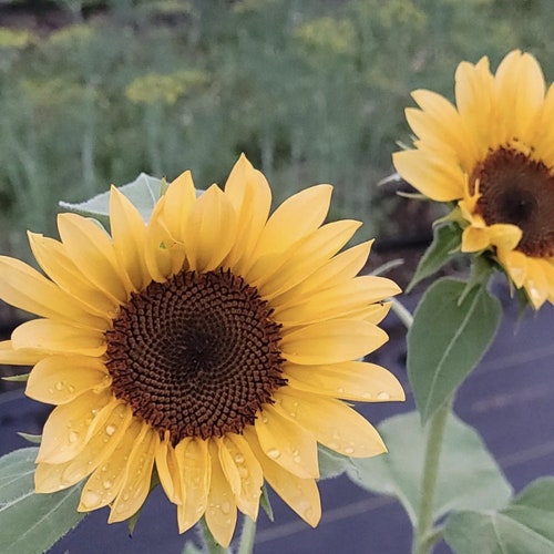 25 Starburst Panache Sunflower Seeds - Etsy