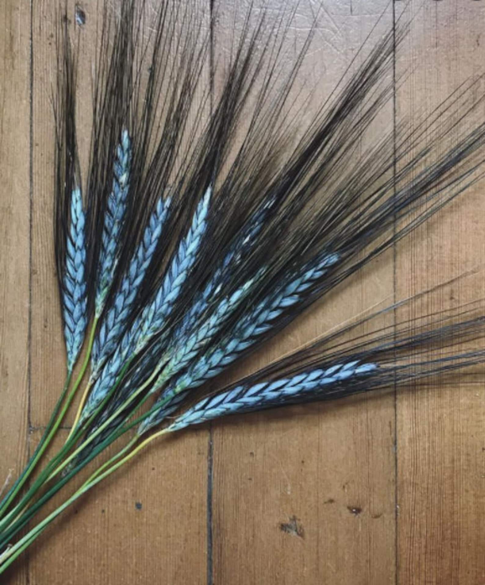 Utrecht Blue Wheat Ornamental Grass 20 Seeds - Etsy