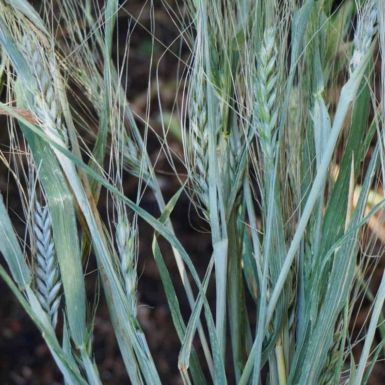 Utrecht Blue Wheat Ornamental Grass 20 Seeds - Etsy