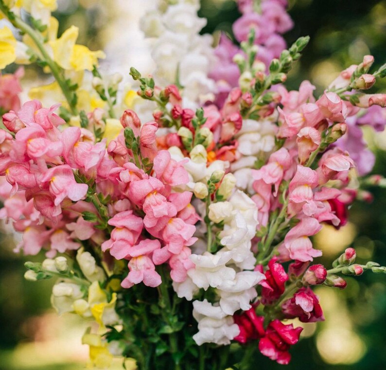 50 Rocket Mix Snapdragon Seeds - Etsy