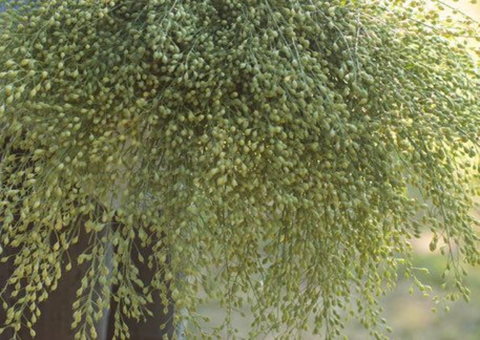 50 Cress Attraxa Seeds - Persian Cress - Lepidium Sativum Cut Flower ...