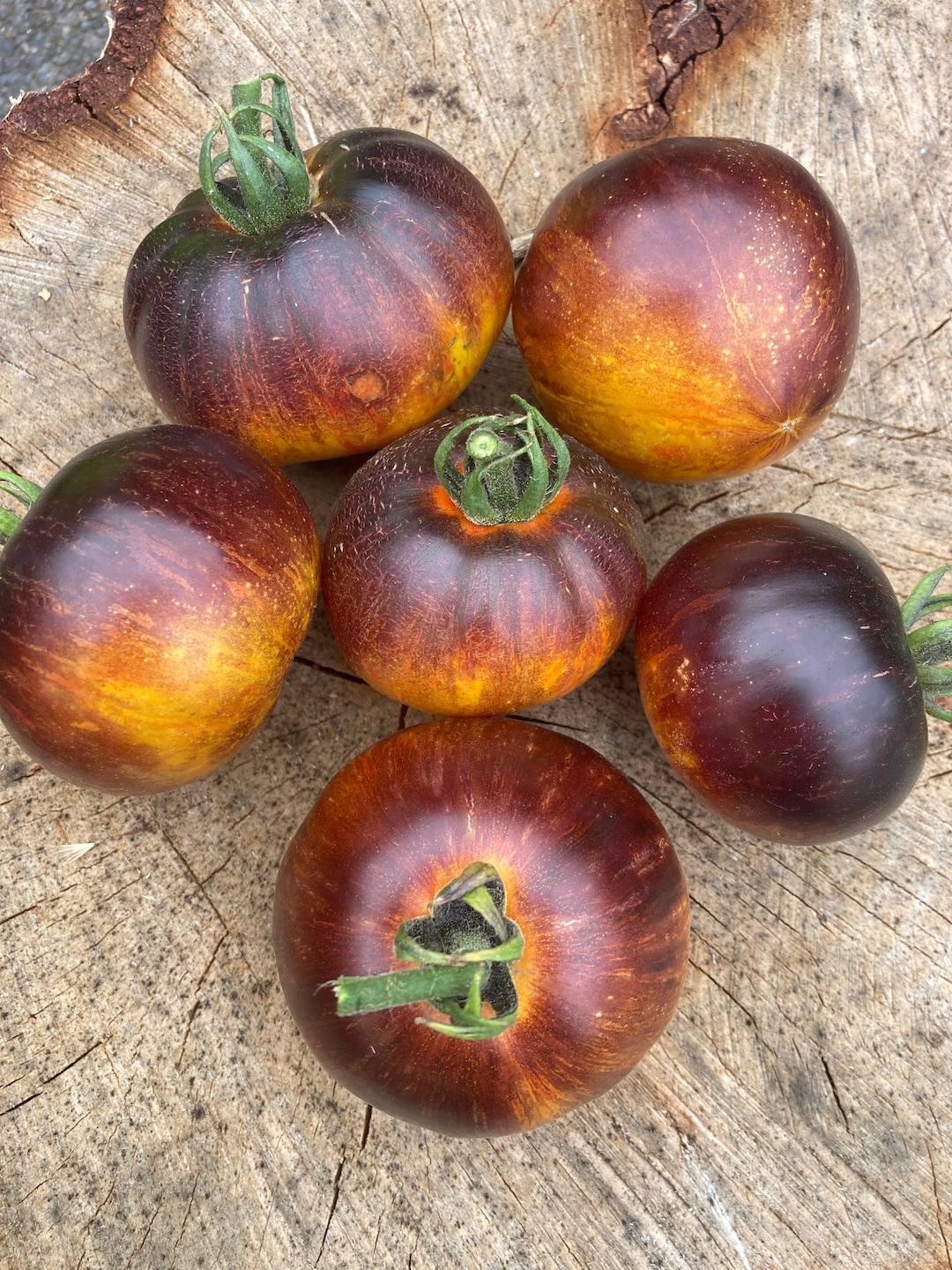 Buy Alice's Dream Tomato Seeds - Rare, Heirloom Tomatoes Online in ...