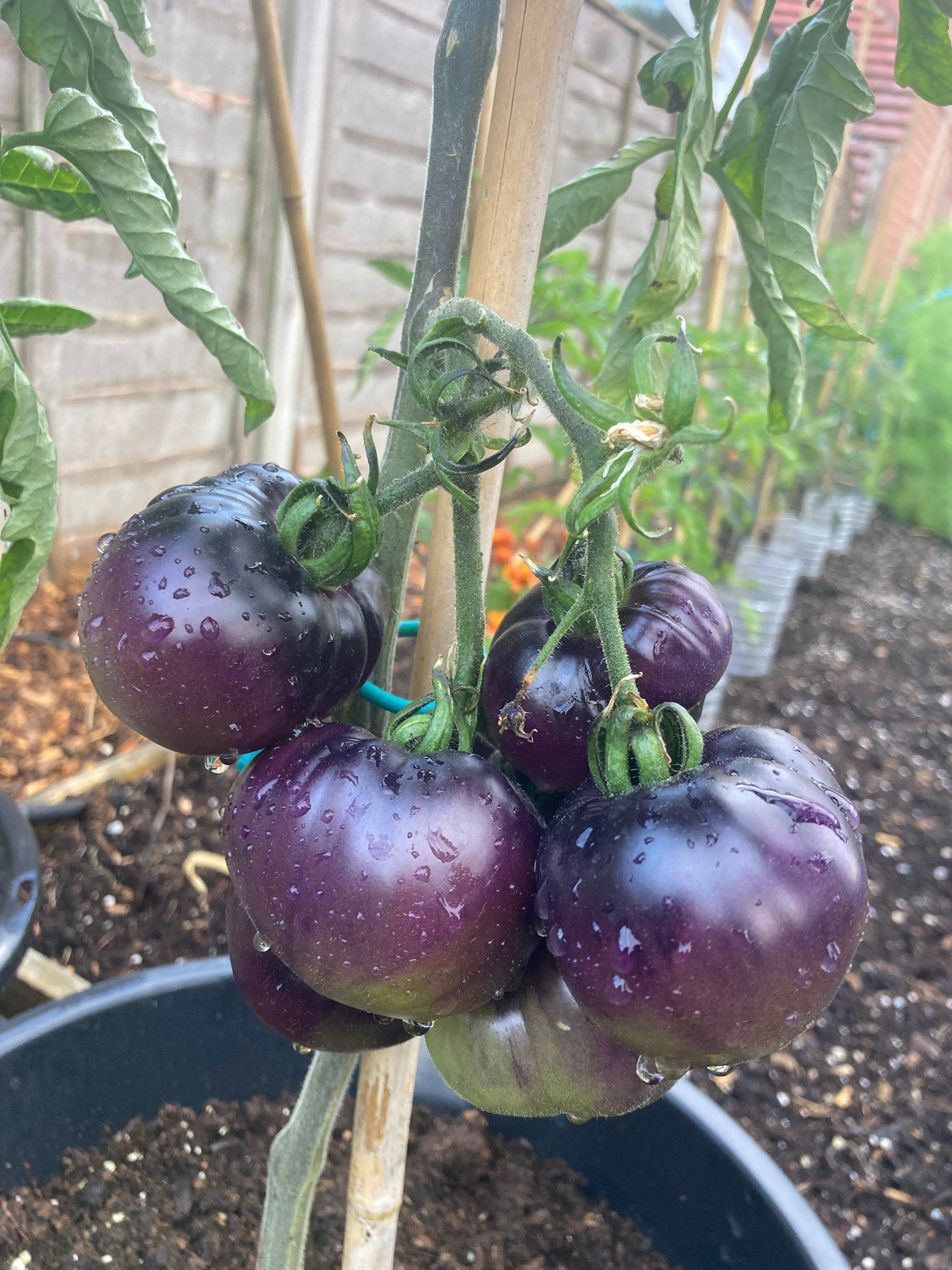 Amethyst Jewel Tomato Seeds Rare Heirloom Tomatoes - Etsy UK