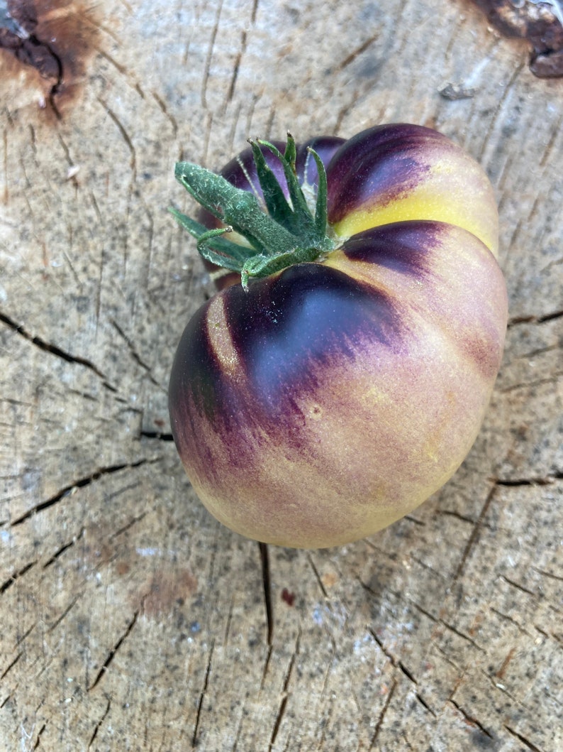 Sart Roloise Tomato Seeds Rare Heirloom Tomatoes - Etsy UK