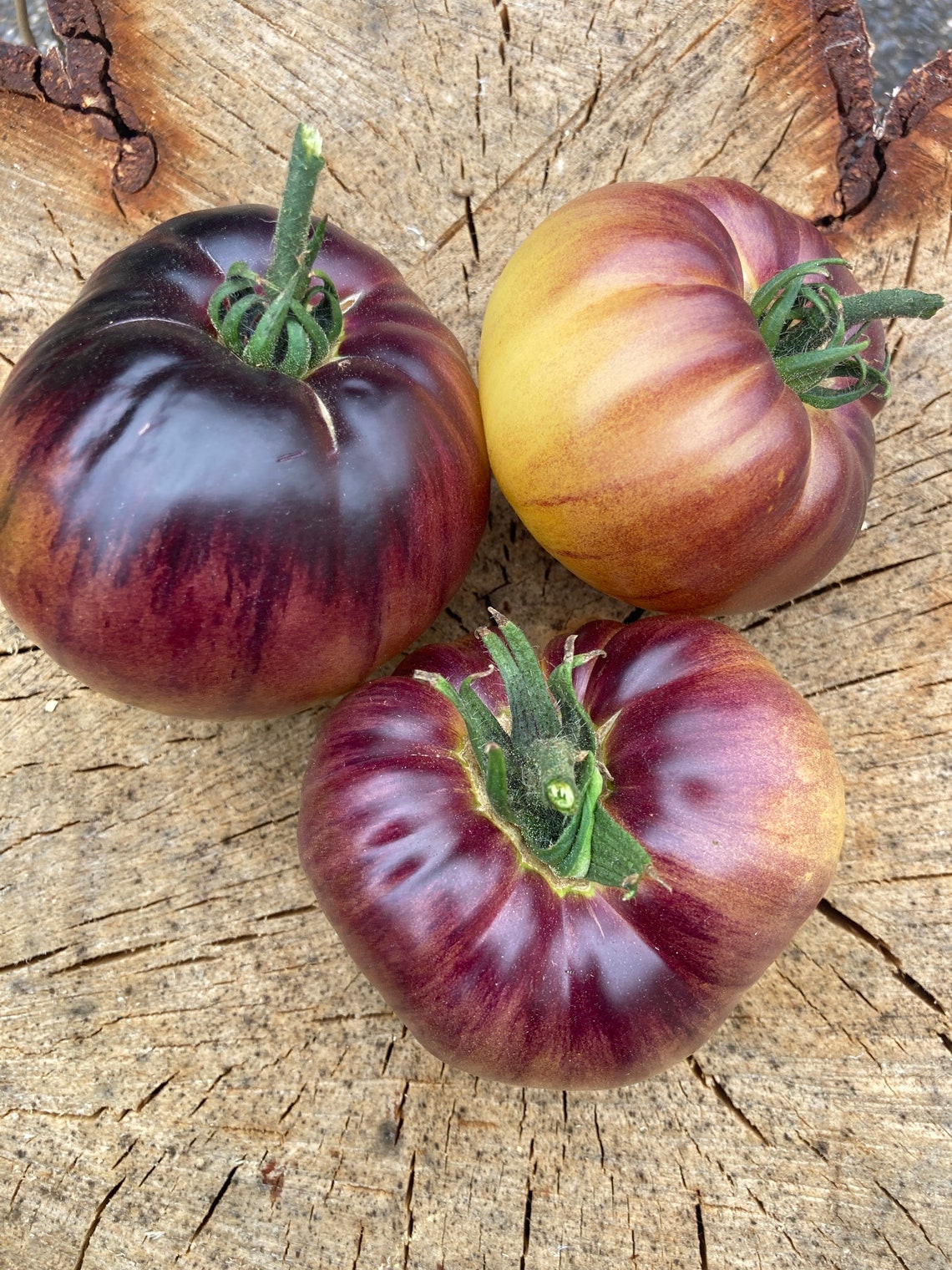 Sart Roloise Tomato Seeds Rare Heirloom Tomatoes - Etsy UK