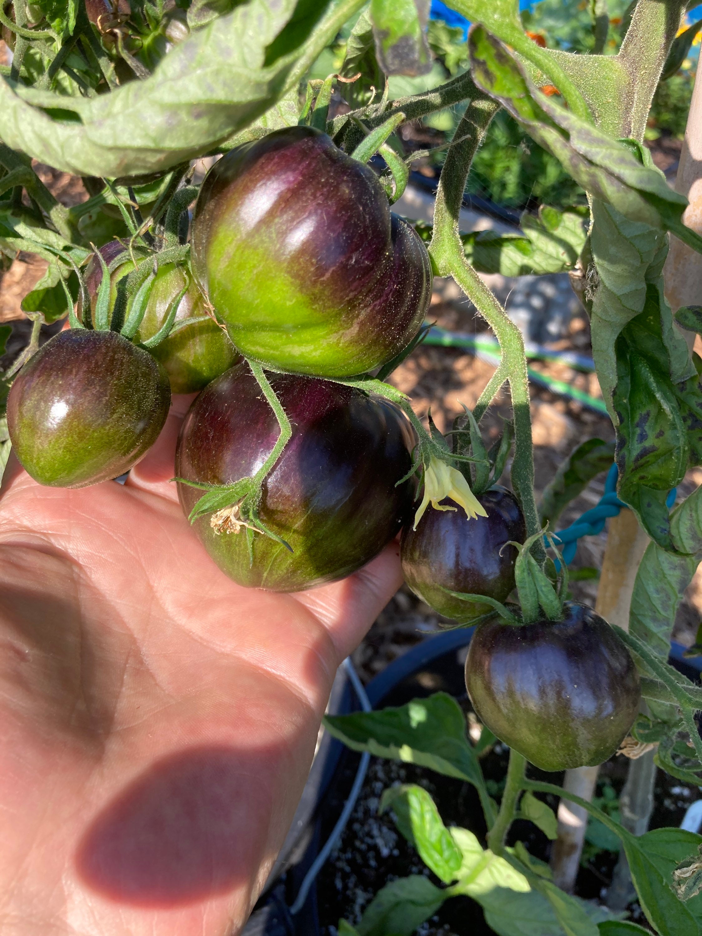 Portatil Rtx 3070 10 Graines De Tomate Très Rare Sandul Moldovan Heirloom à Poisy | Clasf Root Juego