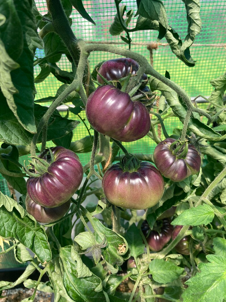 Sart Roloise Tomato Seeds - Rare, Heirloom Tomatoes - Etsy UK