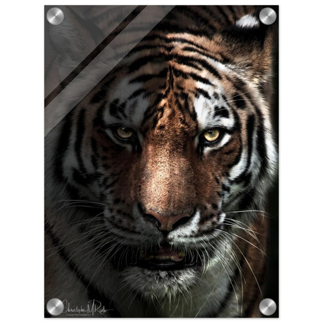 Acrylic Print 12 X 16 Tiger Photo, Wildlife Photography, Tiger Acrylics ...