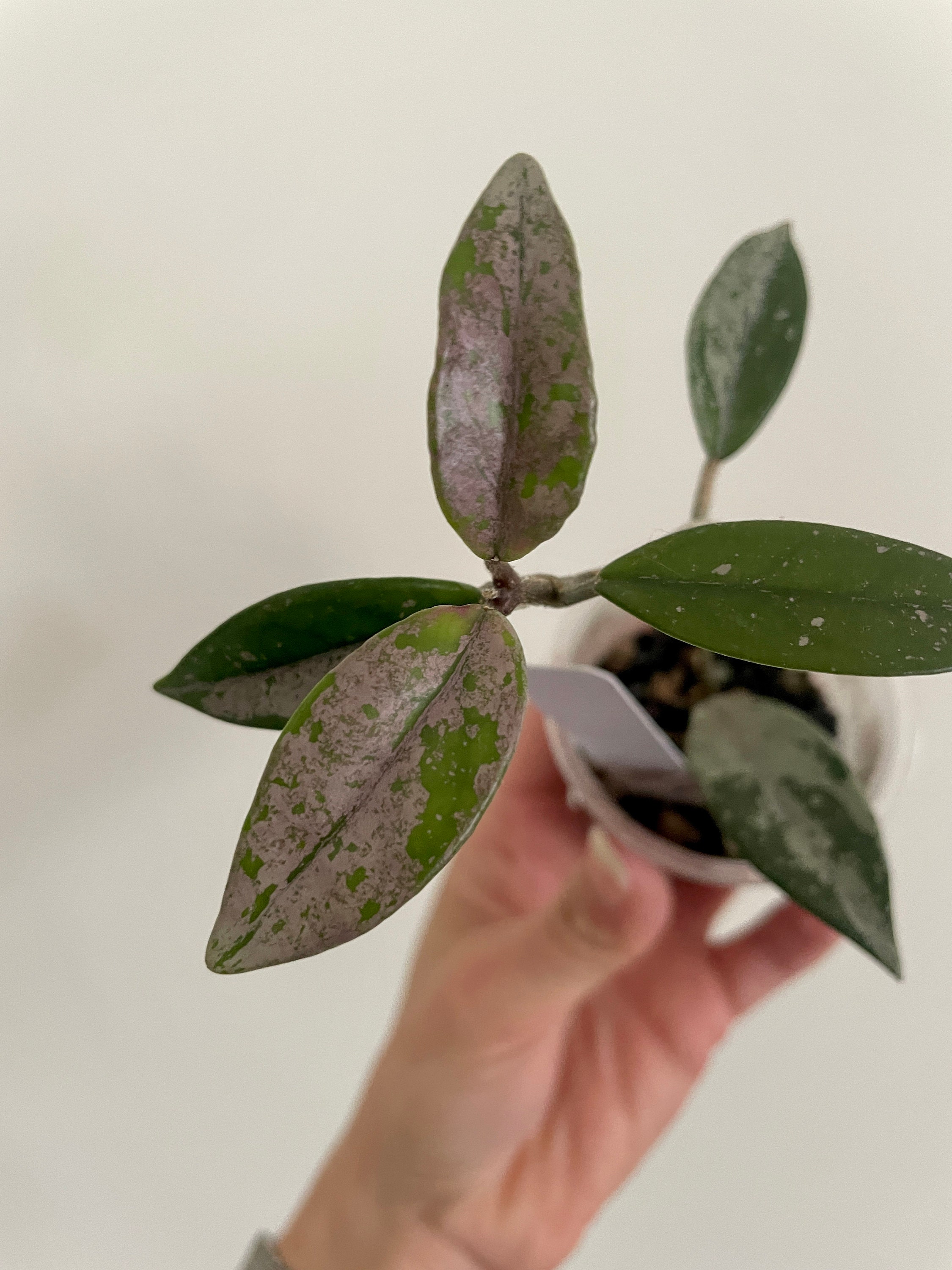 Wilbur Graves Russia Full Exact Plant - Etsy